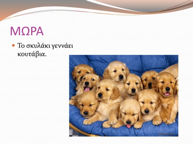ΣΚΥΛΑΚΙ | PPT
