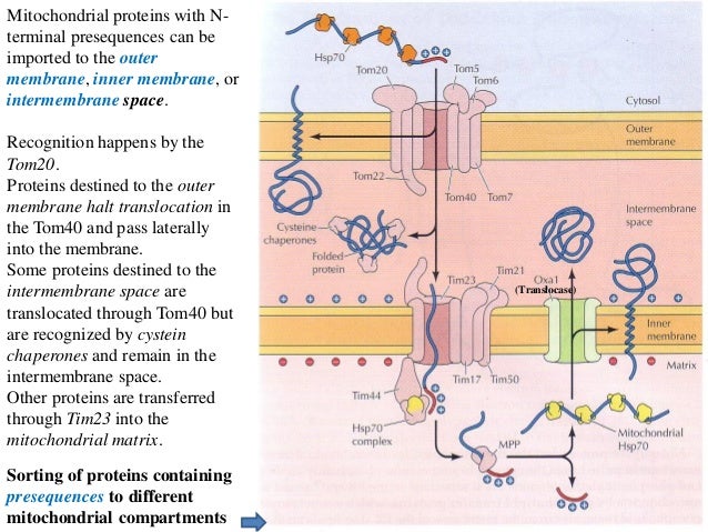 8 Mitochondria Cell Biology