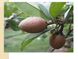 8.health benefits of chickoo By Allah Dad Khan | PPTX