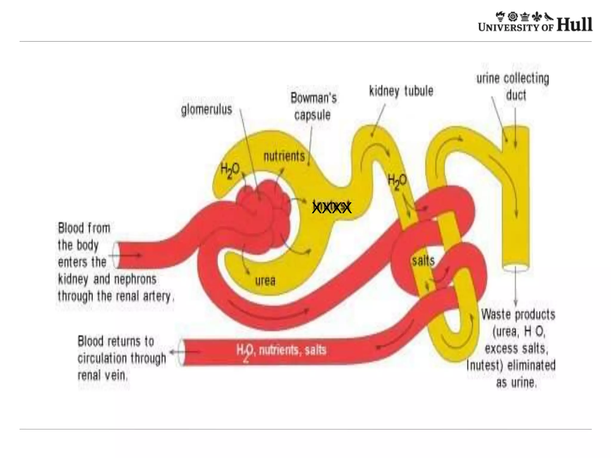 Renal system | PPTX