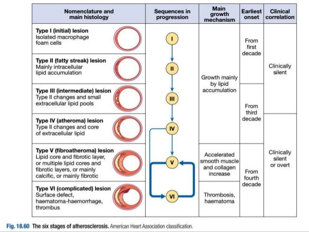 8. atherosclerosis