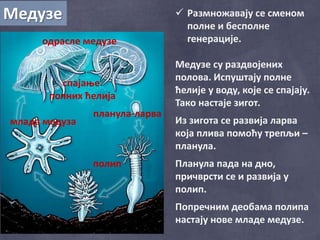 Raznovrsnost dupljara | PPTX