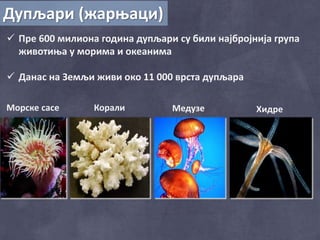 Raznovrsnost dupljara | PPTX