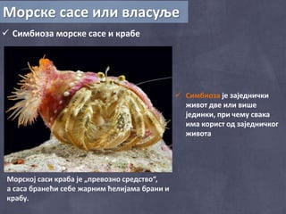 Raznovrsnost dupljara | PPTX