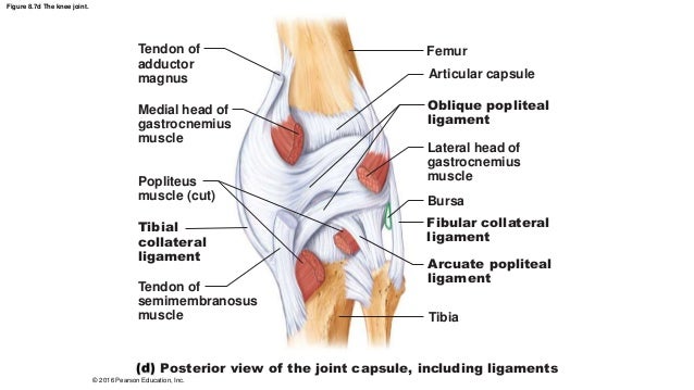 Arcuate Ligament Knee