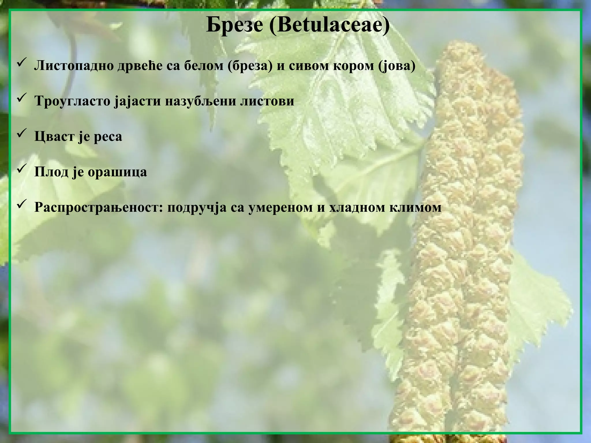 8. Ljutici, bukve, breze, kupusi, ruze | PPT