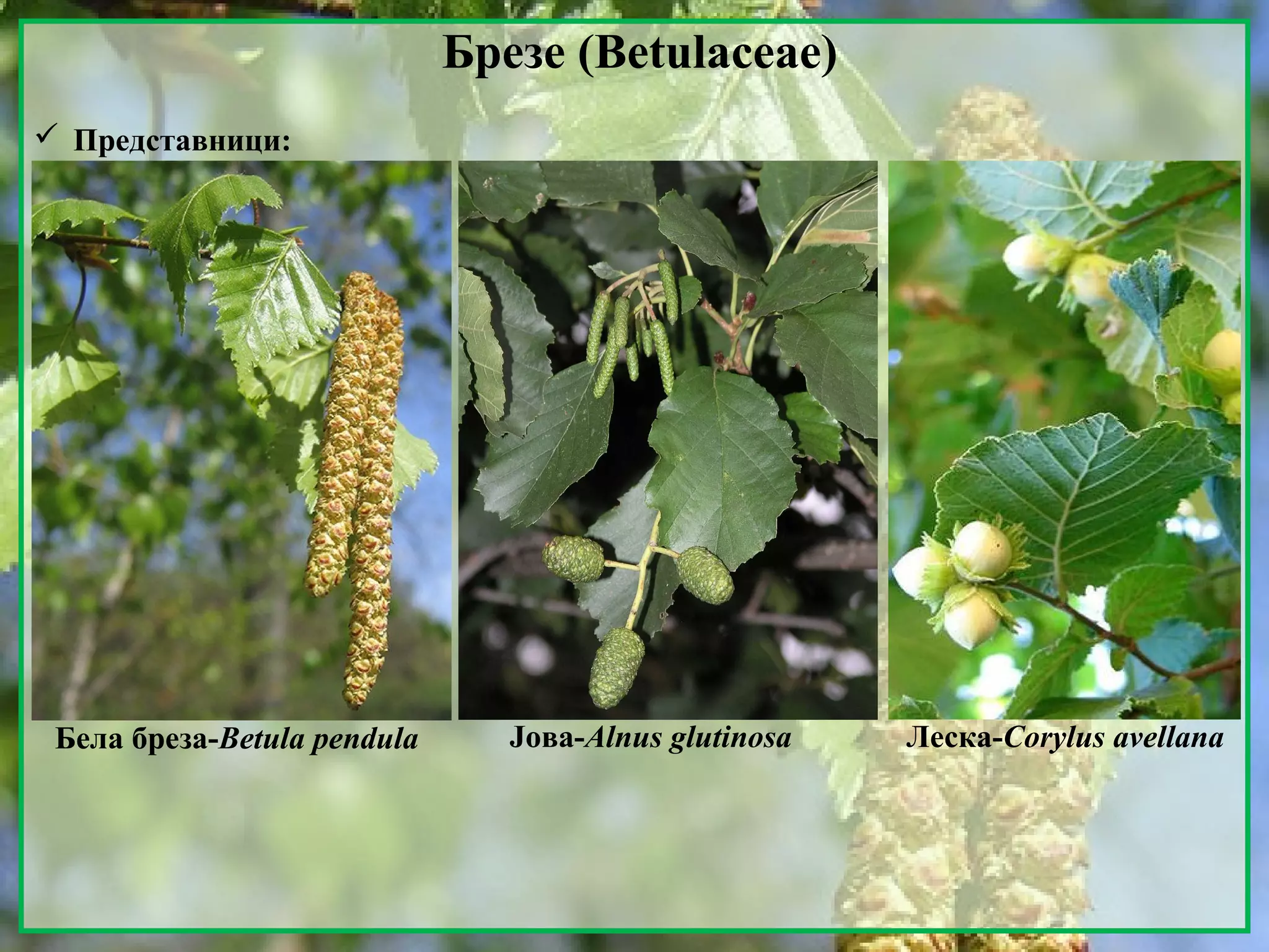 8. Ljutici, bukve, breze, kupusi, ruze | PPT