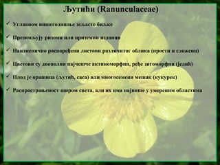 8. Ljutici, bukve, breze, kupusi, ruze | PPT