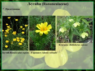 8. Ljutici, bukve, breze, kupusi, ruze | PPT