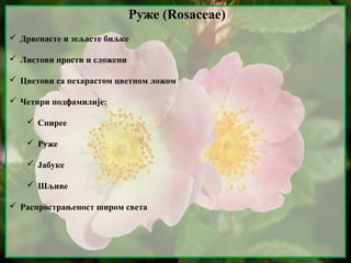 8. Ljutici, bukve, breze, kupusi, ruze | PPT
