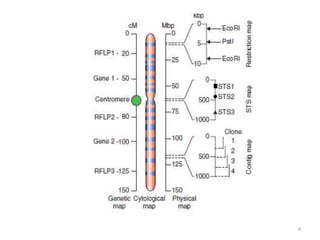 Gene mapping tools | PPTX | Genetics | Science