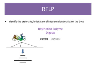 Gene mapping tools | PPTX | Genetics | Science