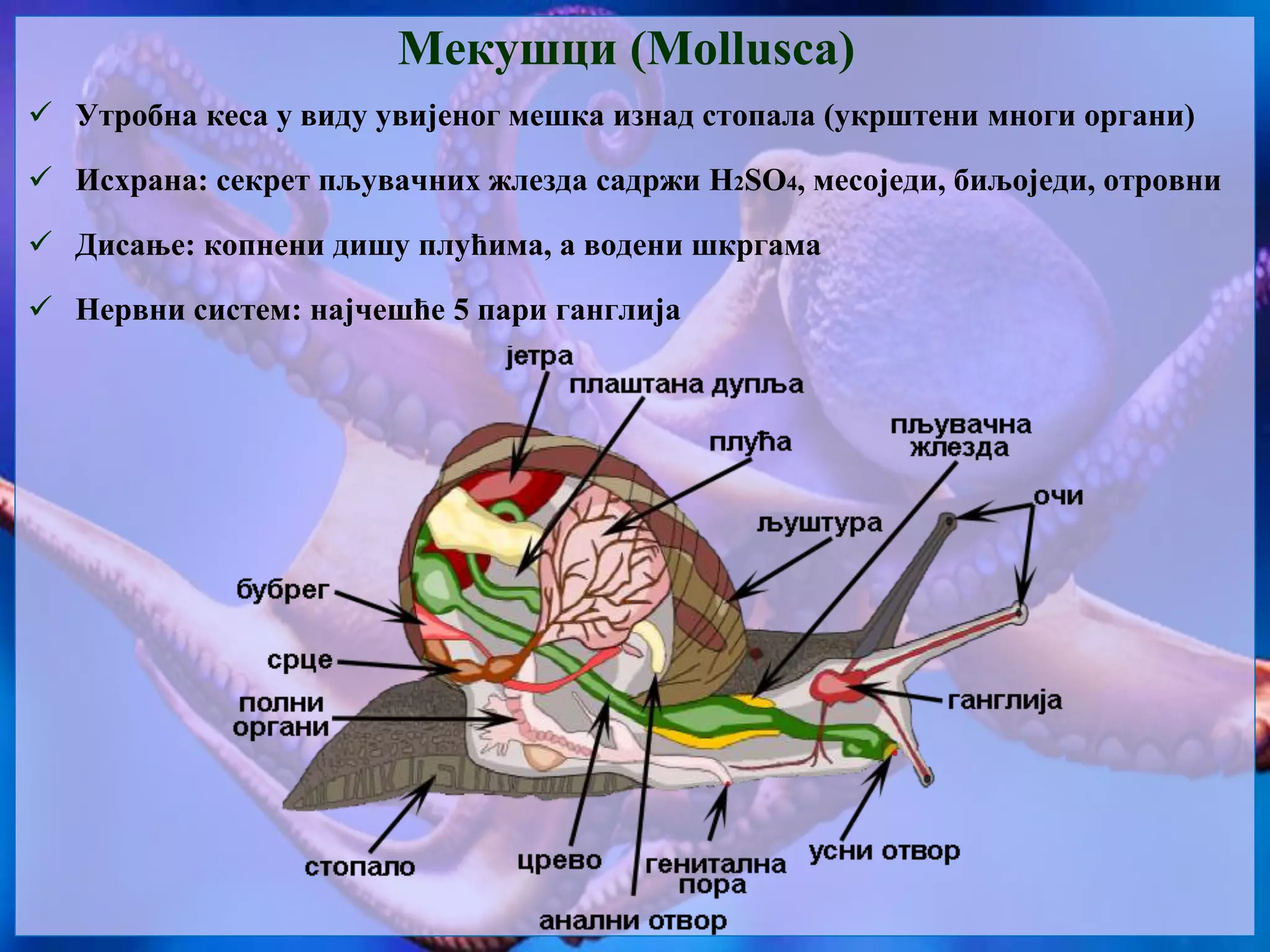 8. Mekusci (Mollusca) | PPTX