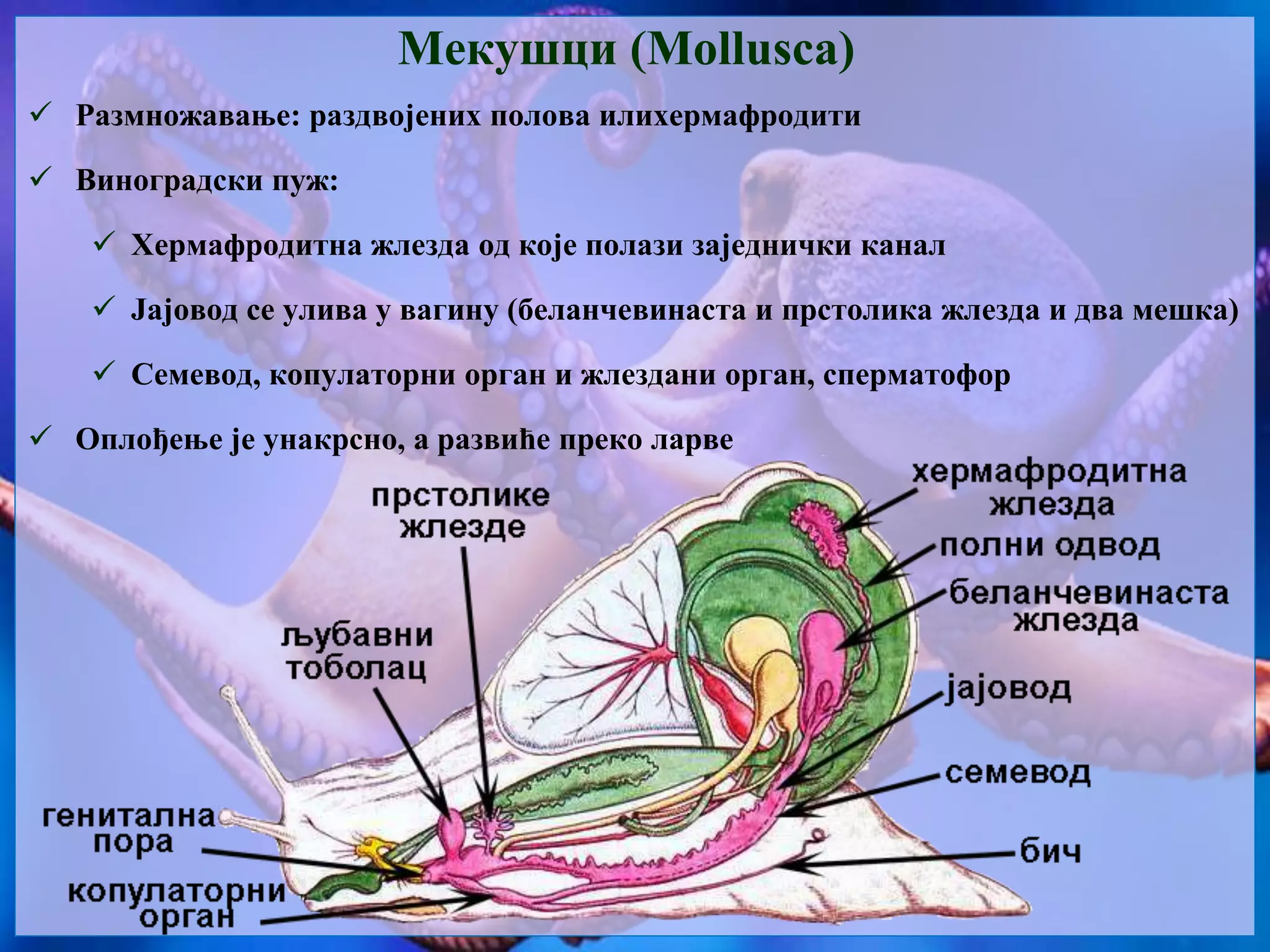 8. Mekusci (Mollusca) | PPTX
