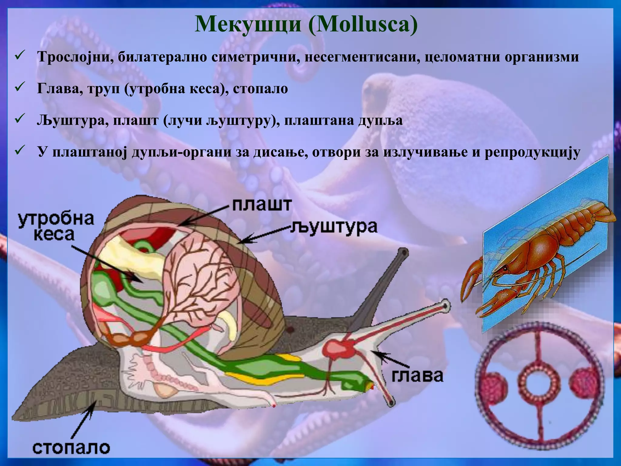 8. Mekusci (Mollusca) | PPT