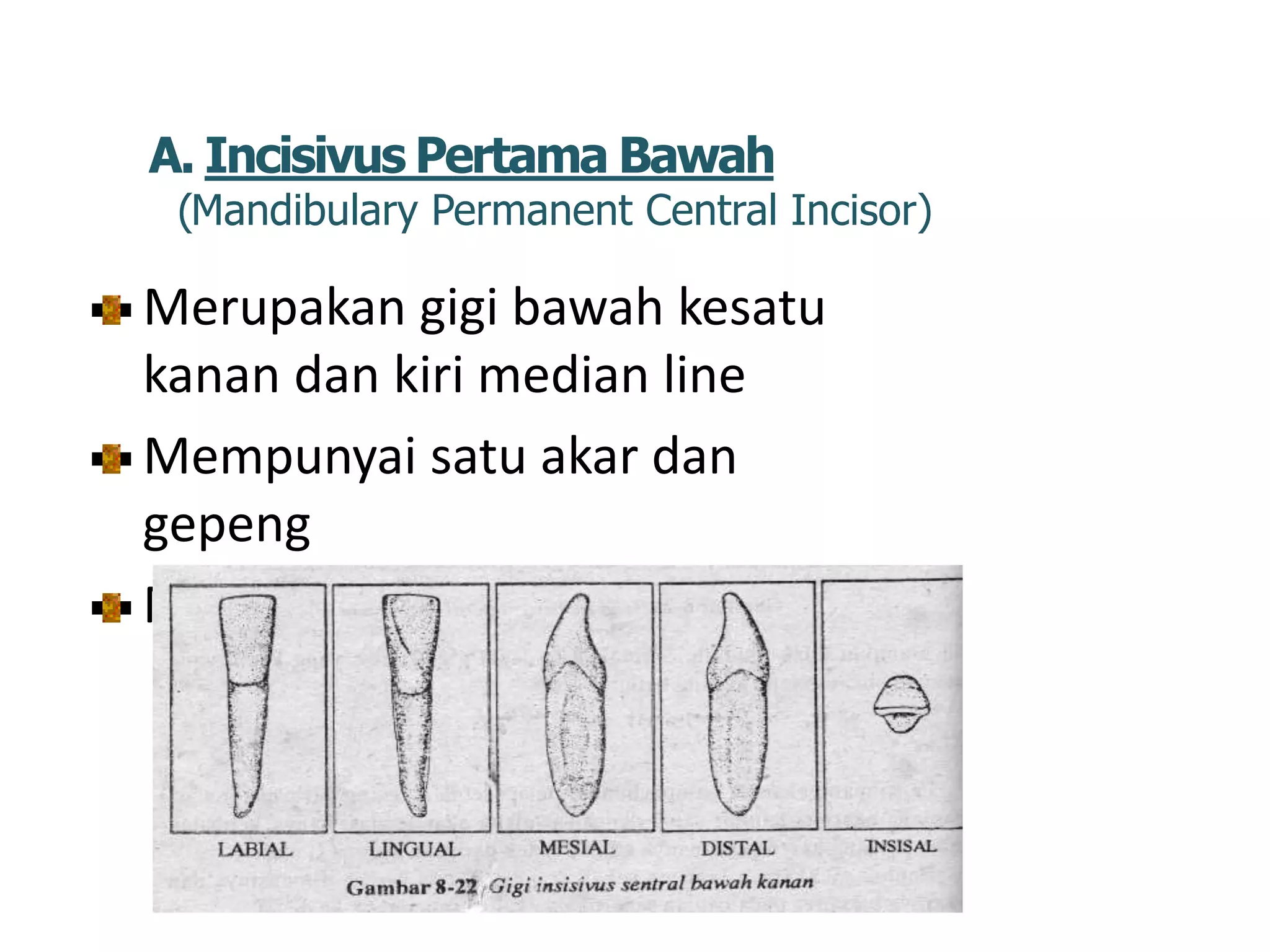 8. anatomi gigi full | PPTX