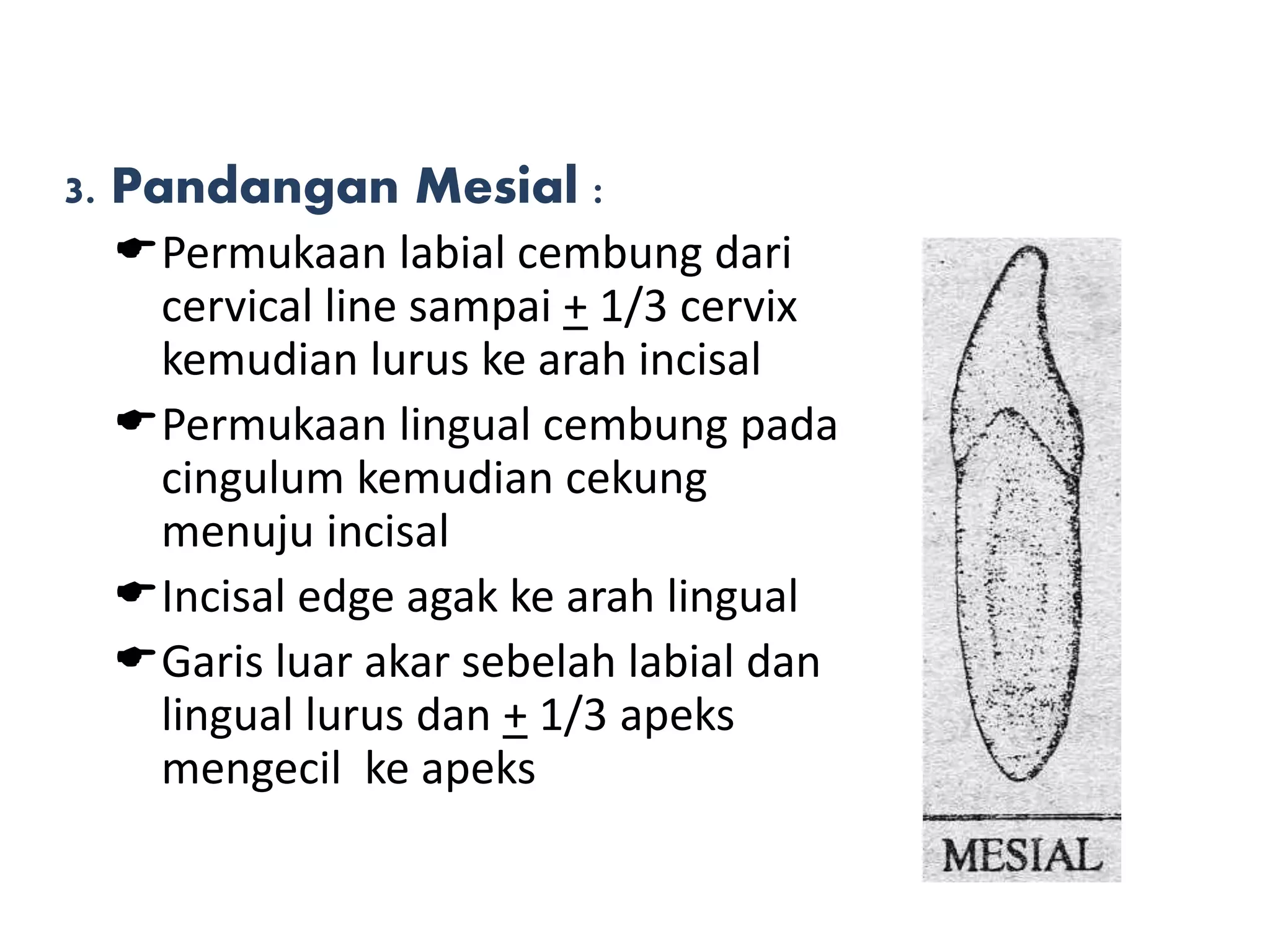 8. anatomi gigi full | PPTX