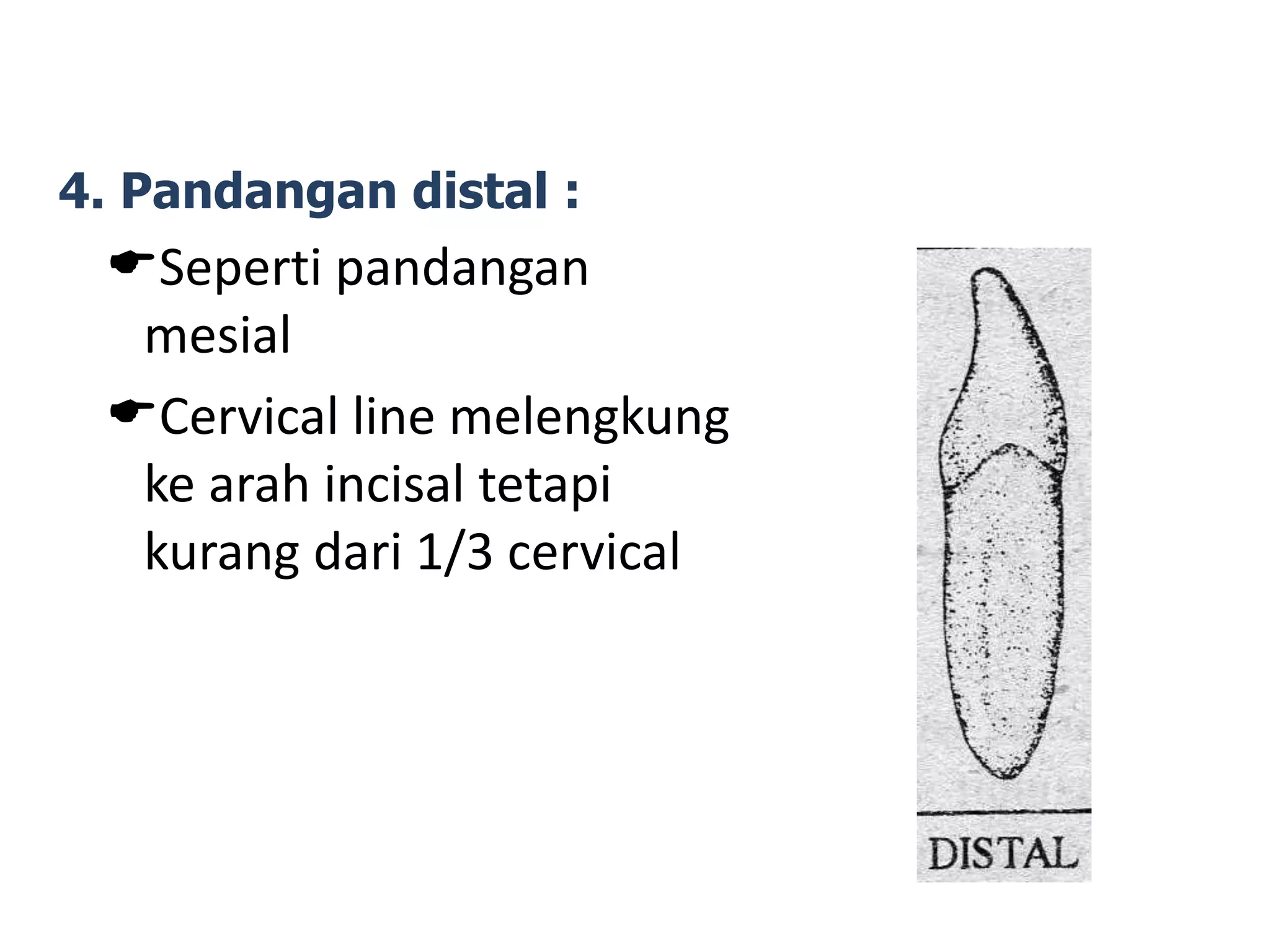 8. anatomi gigi full | PPTX