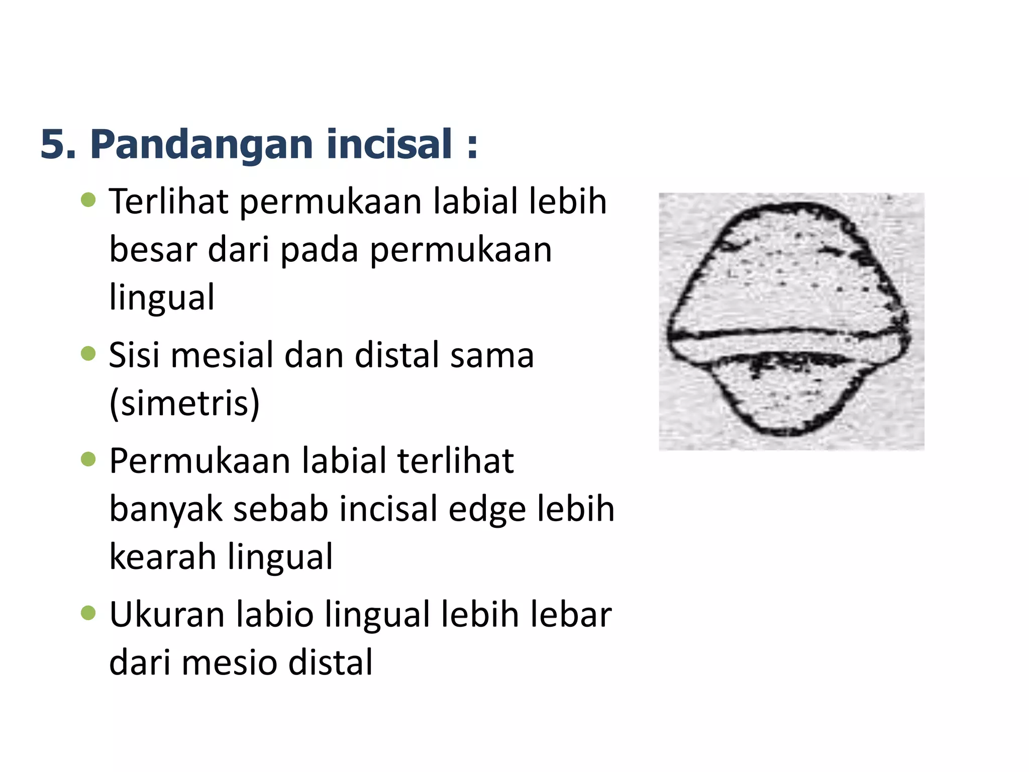 8. anatomi gigi full | PPTX