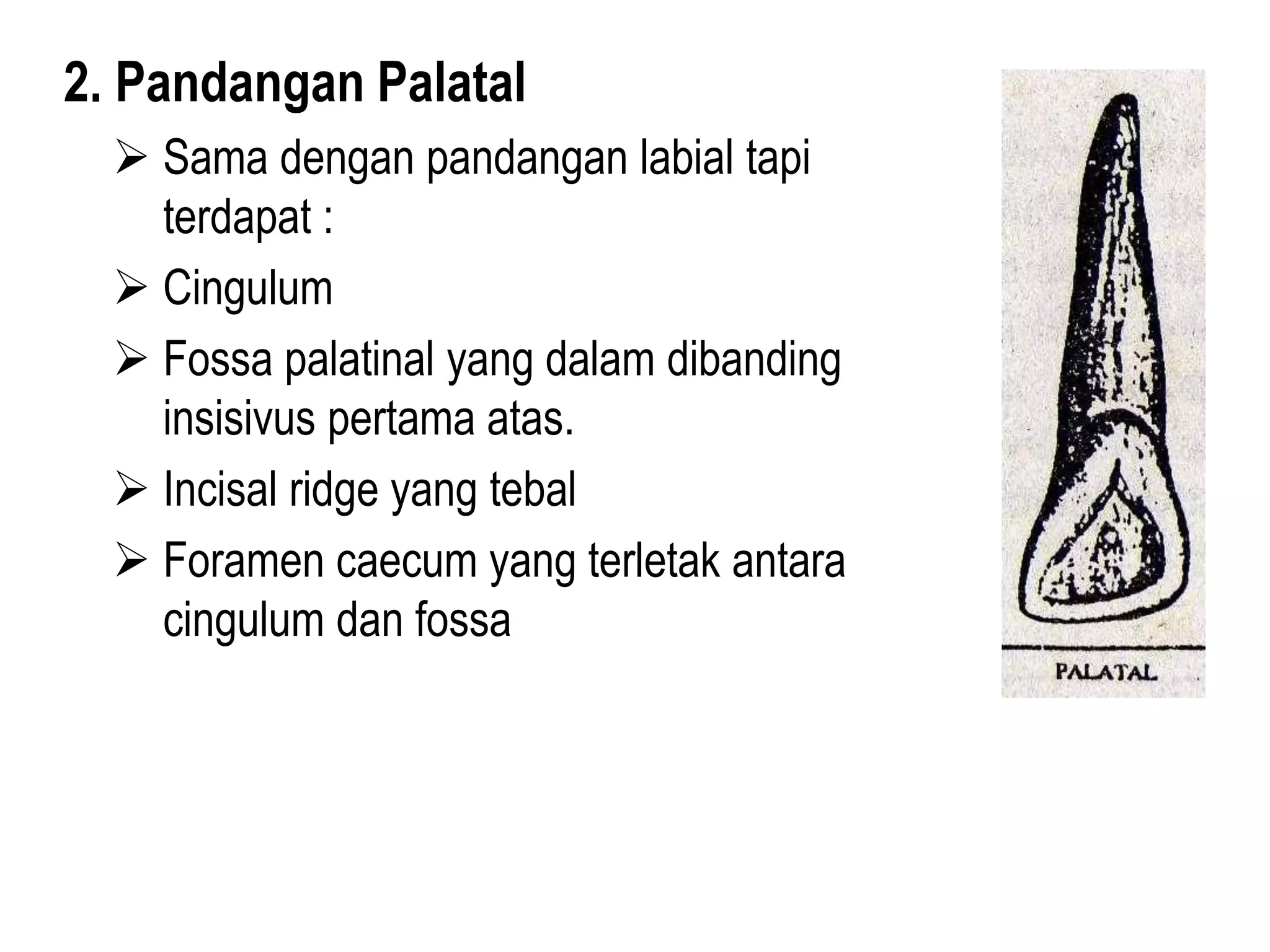 8. anatomi gigi full | PPTX
