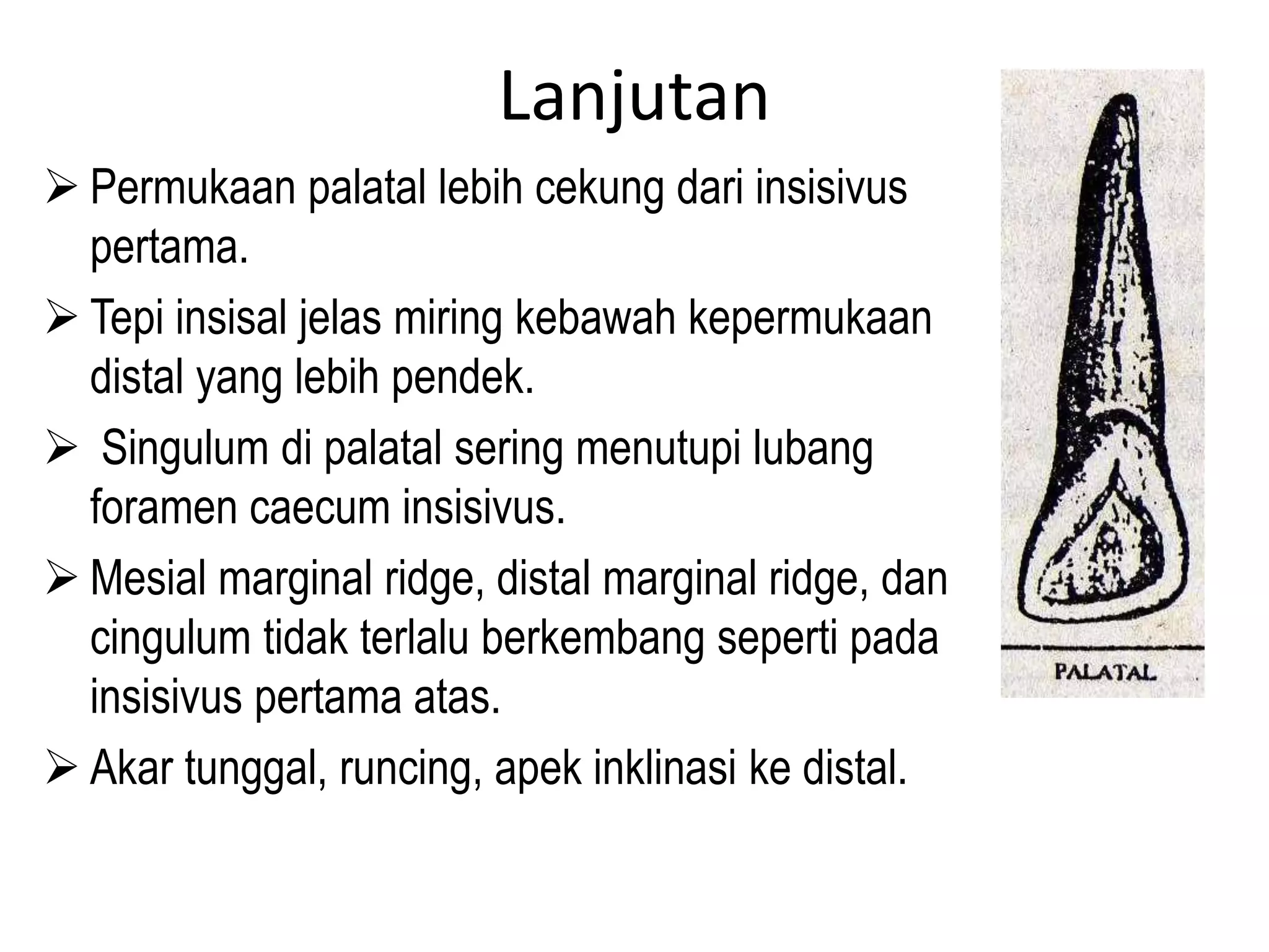 8. anatomi gigi full | PPTX