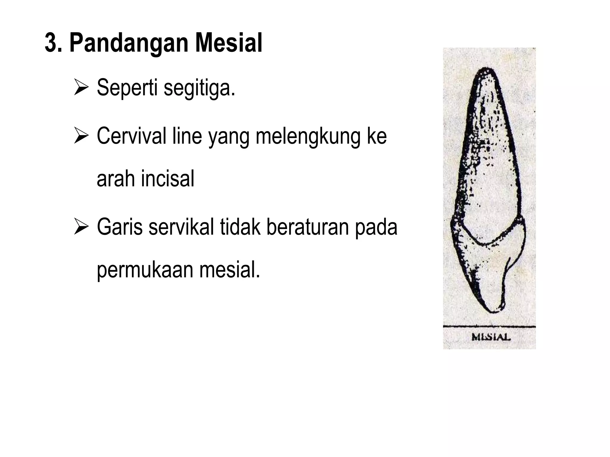 8. anatomi gigi full | PPTX