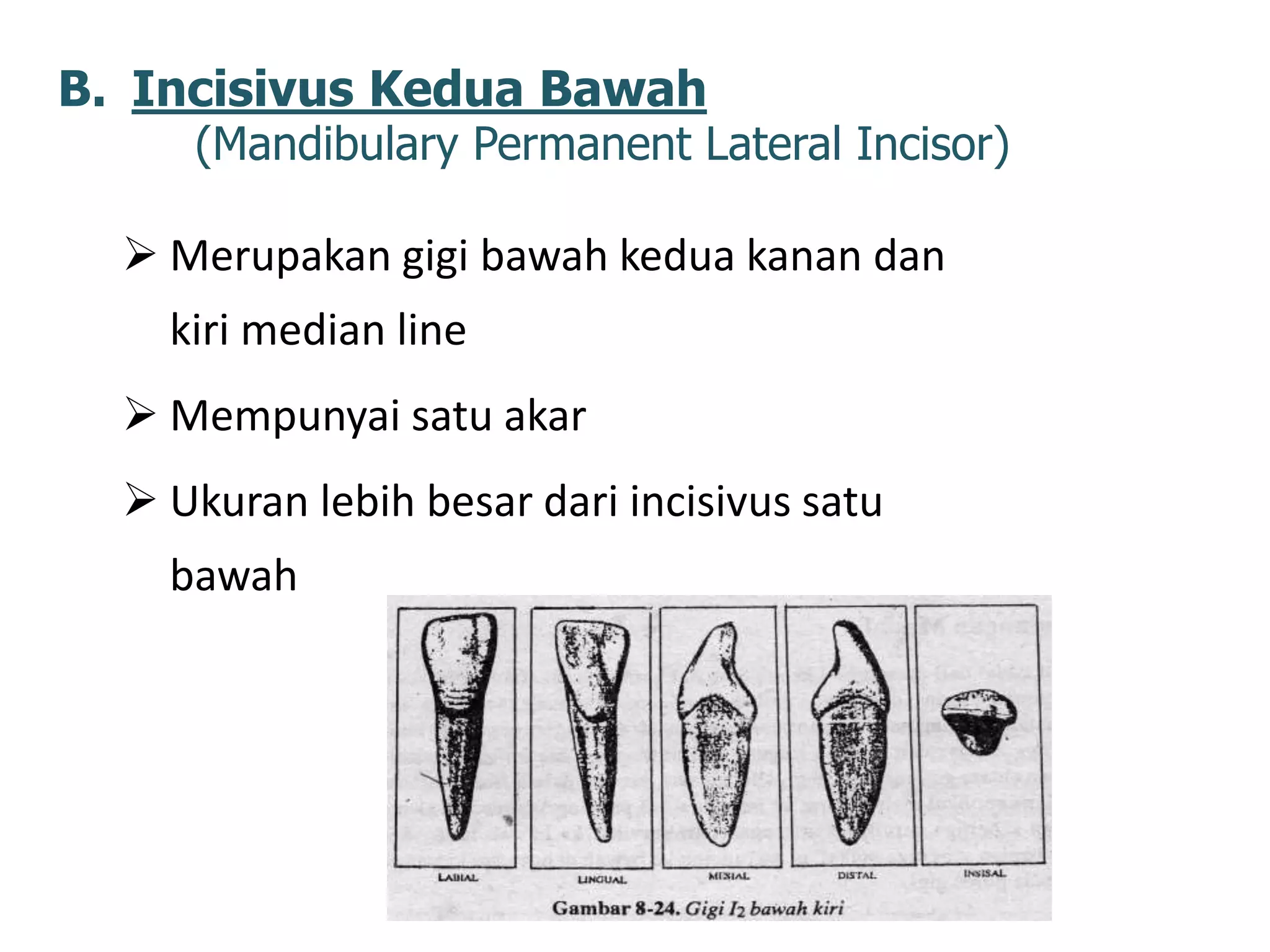 8. anatomi gigi full | PPTX