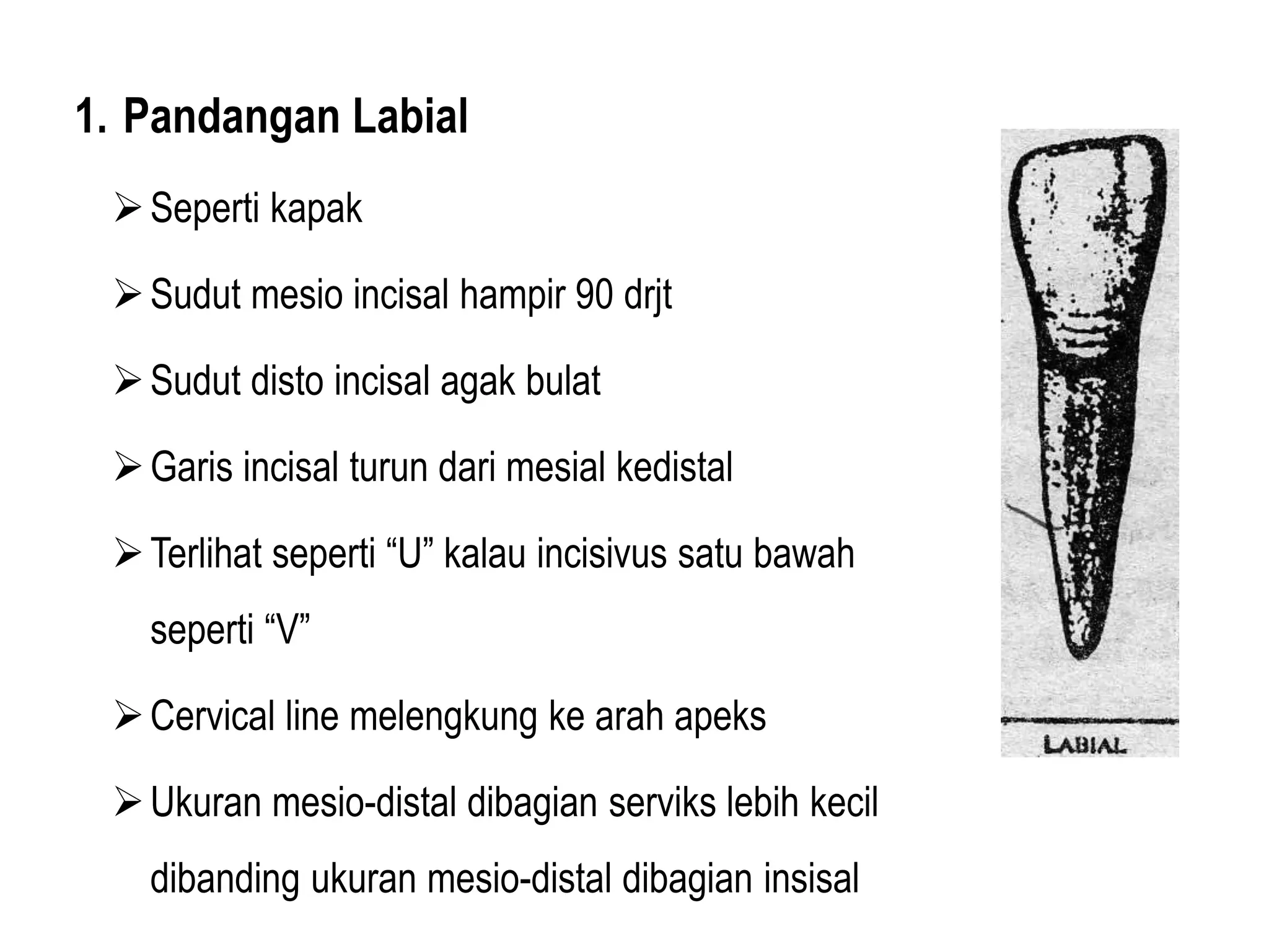 8. anatomi gigi full | PPTX