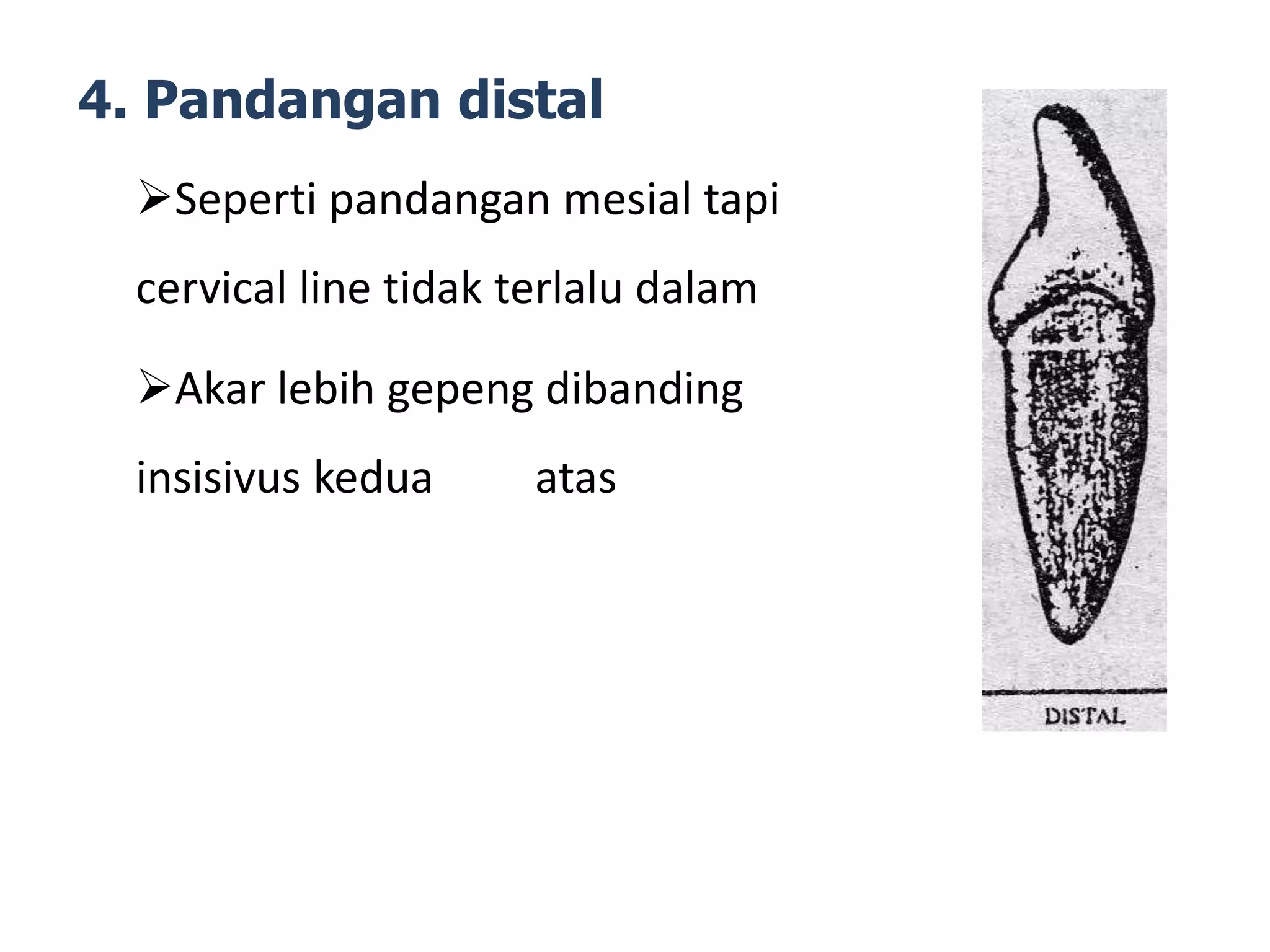 8. anatomi gigi full | PPTX