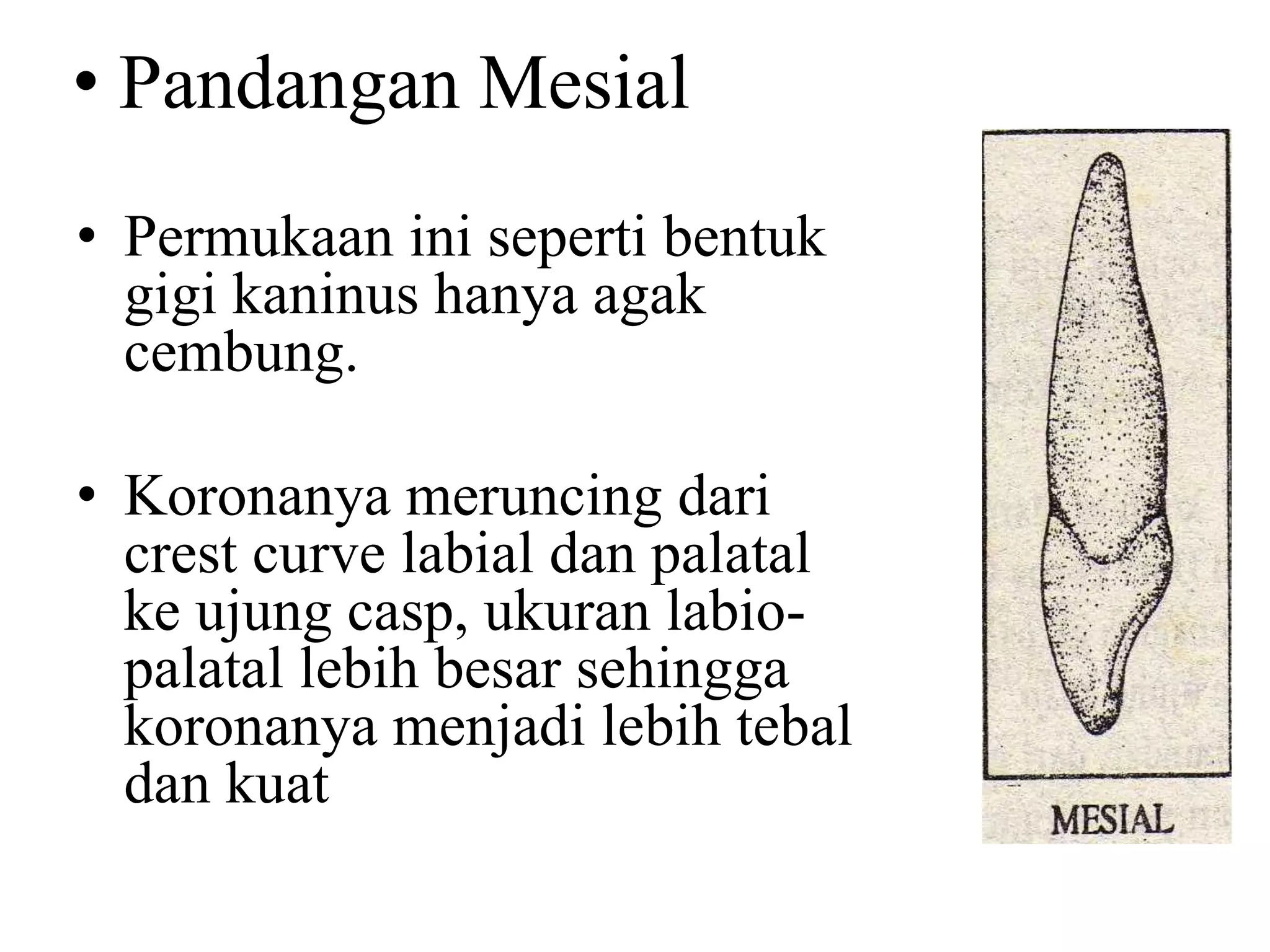8. anatomi gigi full | PPTX