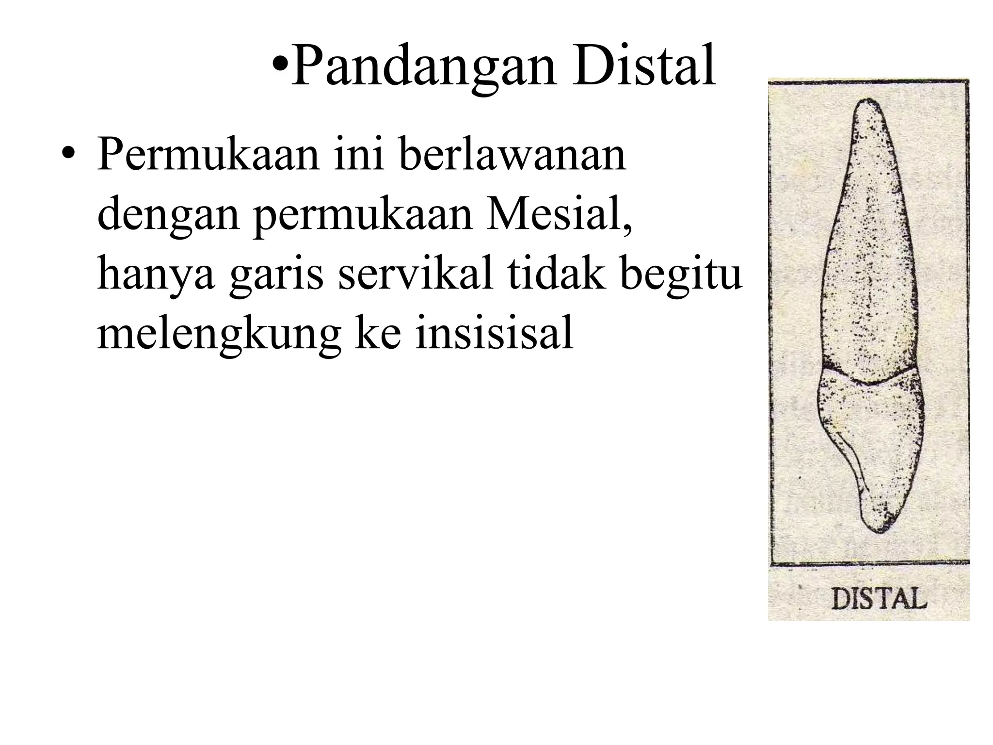 8. anatomi gigi full | PPTX
