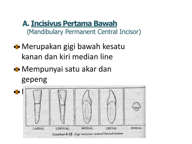 8. anatomi gigi full | PPTX