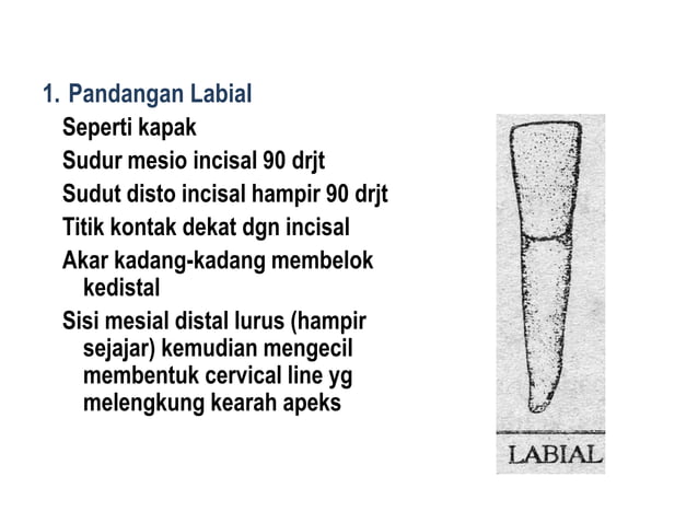 8. anatomi gigi full | PPTX