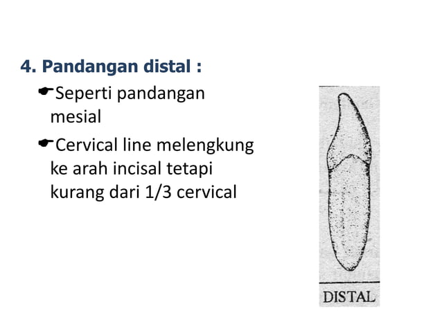 8. anatomi gigi full | PPTX