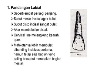 8. anatomi gigi full | PPTX