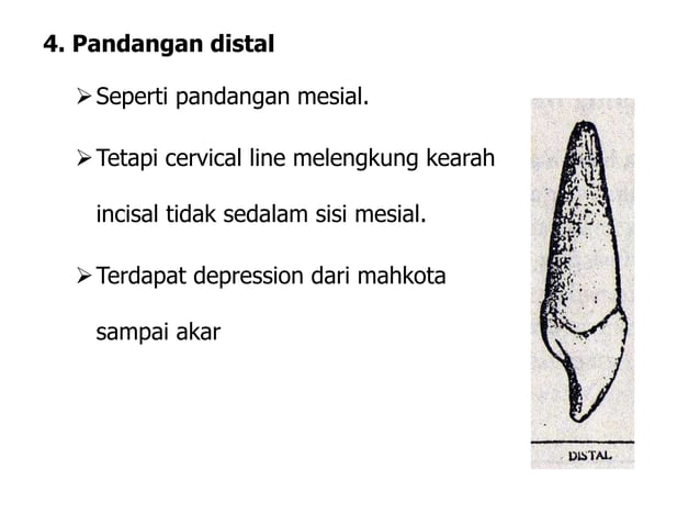 8. anatomi gigi full | PPTX