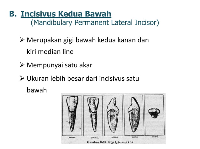 8. anatomi gigi full | PPTX