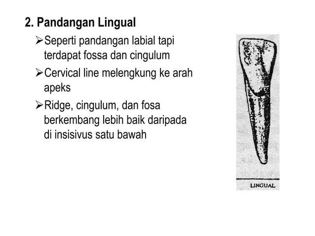 8. anatomi gigi full | PPTX