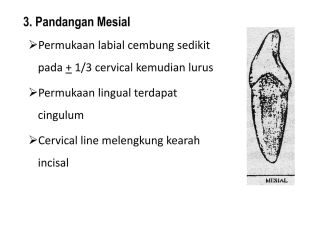 8. anatomi gigi full | PPTX