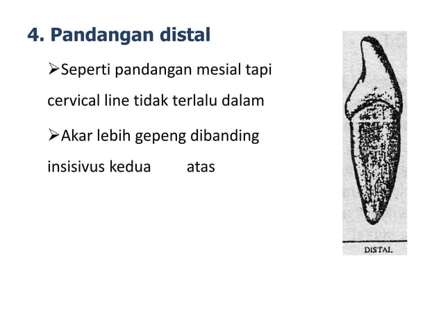 8. anatomi gigi full | PPTX