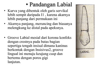 8. anatomi gigi full | PPTX