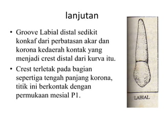 8. anatomi gigi full | PPTX