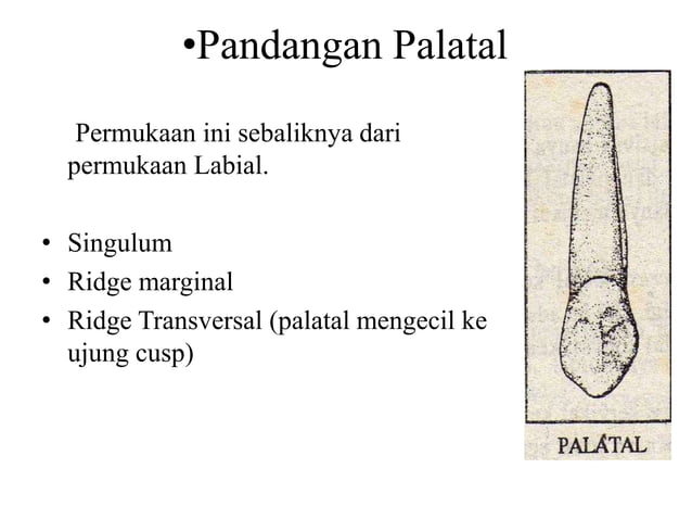 8. anatomi gigi full | PPTX