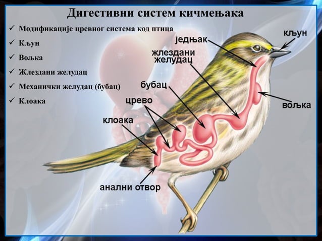 8. Digestivni sistem kicmenjaka | PPTX