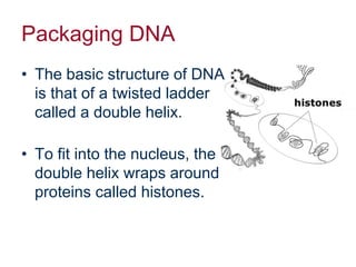 8.2.7 dna | PPT