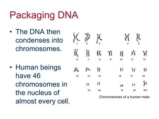 8.2.7 dna | PPT