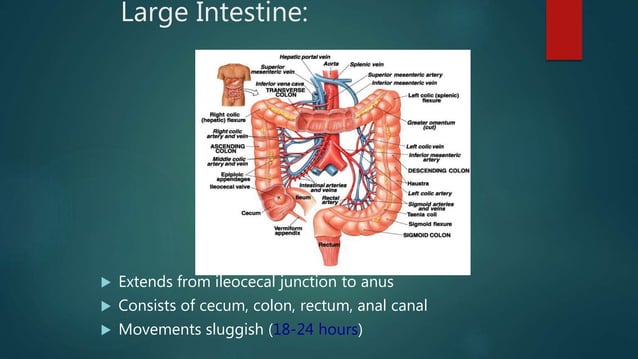 large intestine physiology | PPTX | Digestive Disorders | Diseases and ...