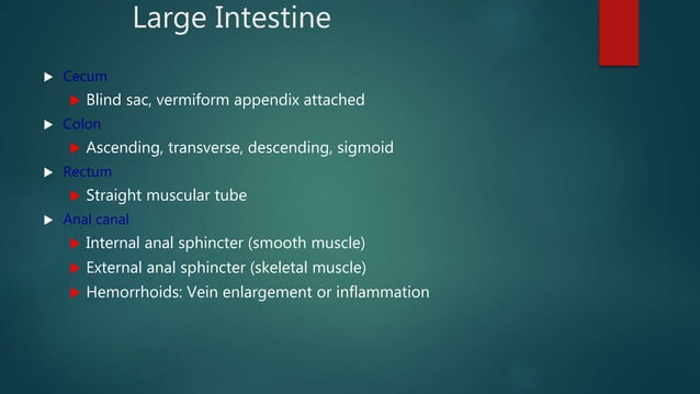 large intestine physiology | PPTX | Digestive Disorders | Diseases and ...