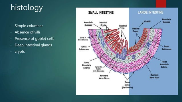 large intestine physiology | PPT