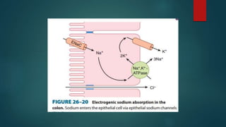 large intestine physiology | PPTX